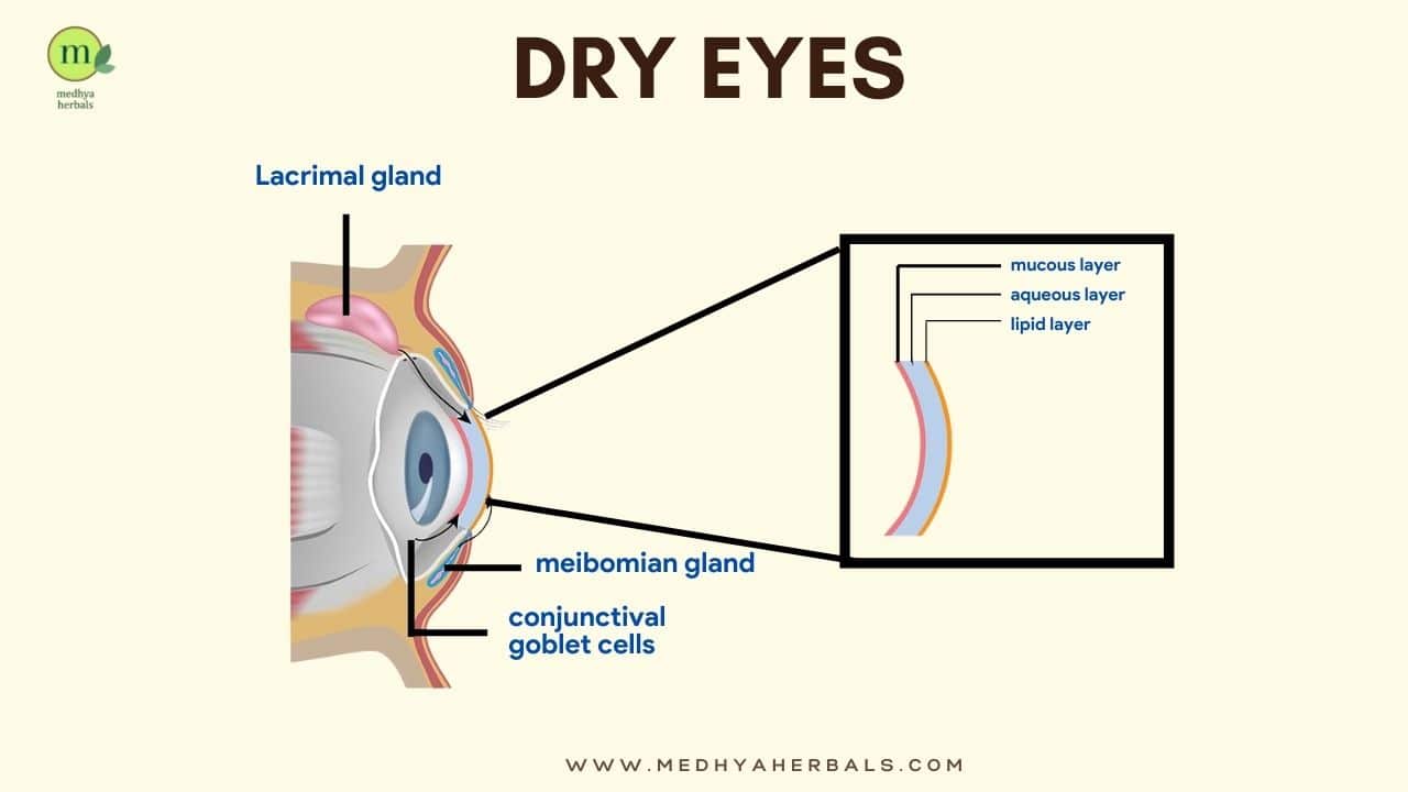 Dry Eyes Treatment: 5 Helpful Ayurvedic Ways for Eye Health - Medhya ...